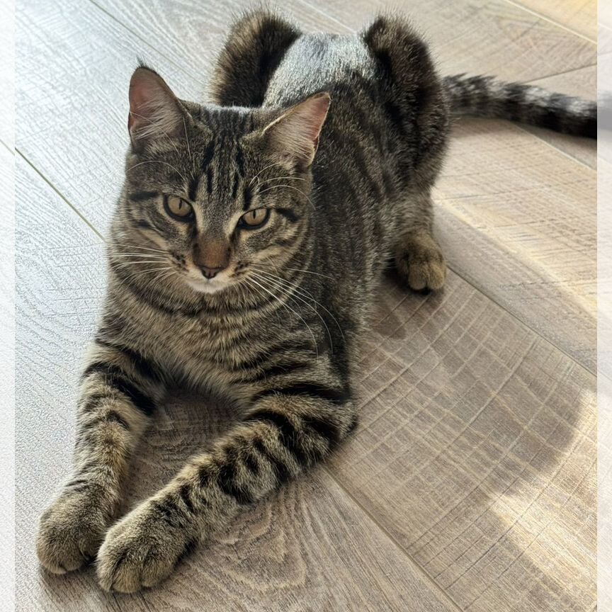 Отдам кота в добрые руки