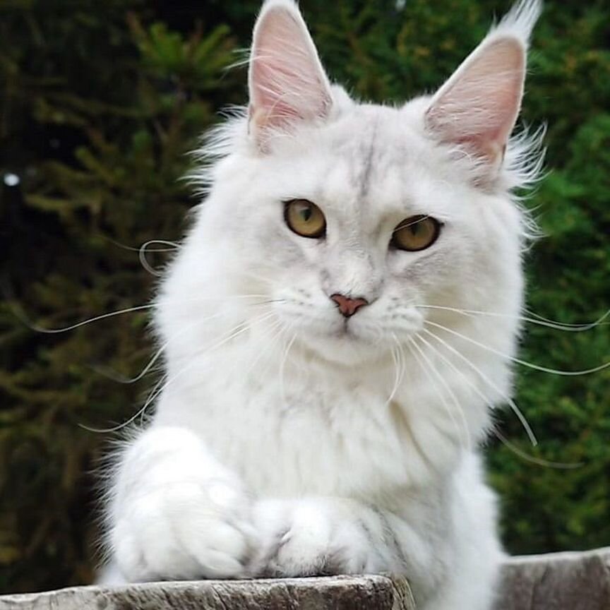 Мейн-кун девочка ns22 в разведение