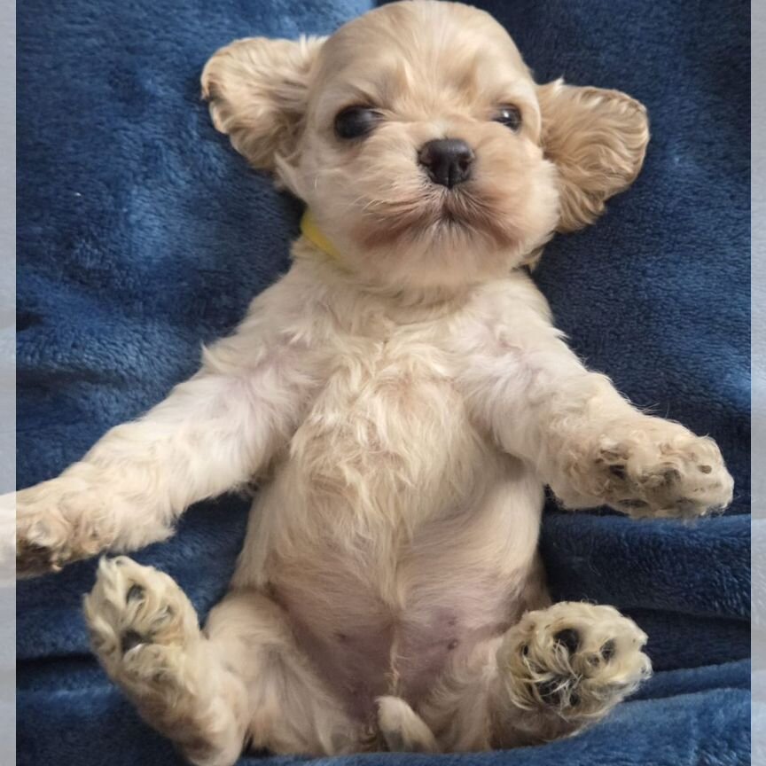 Американский кокер-спаниель, щенок