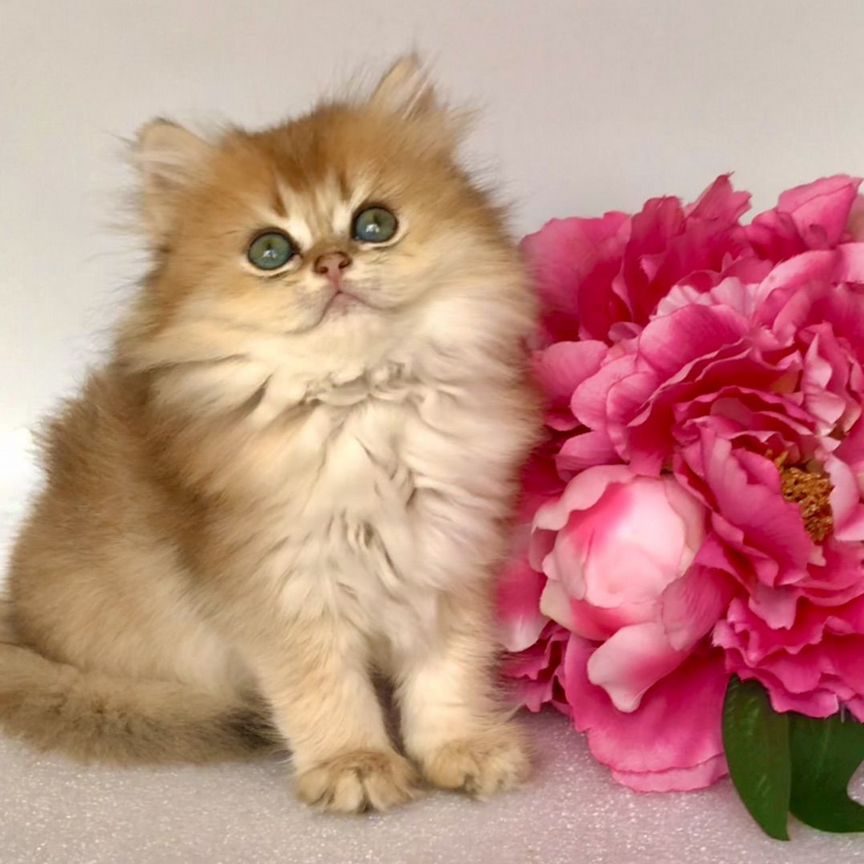 Девочка золотая шиншилла BLH