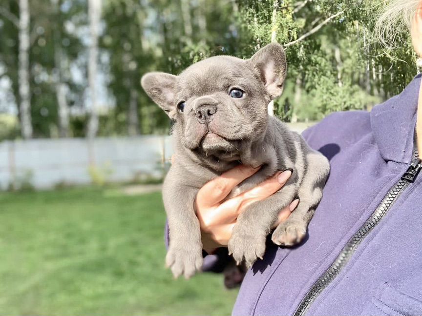 Мини французик