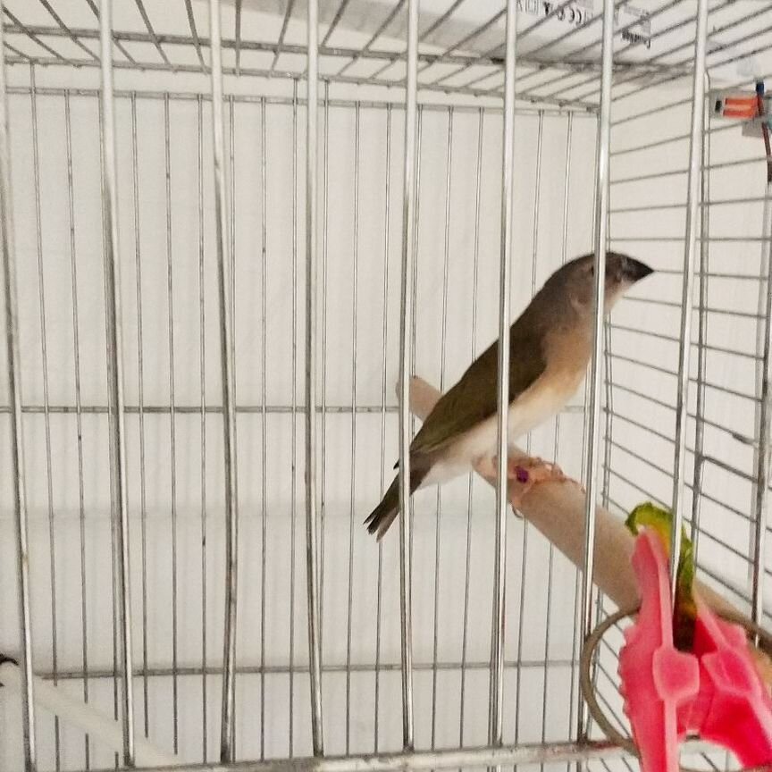 Птенцы амадин гульда