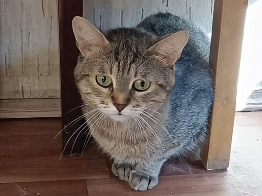 Котик в беде