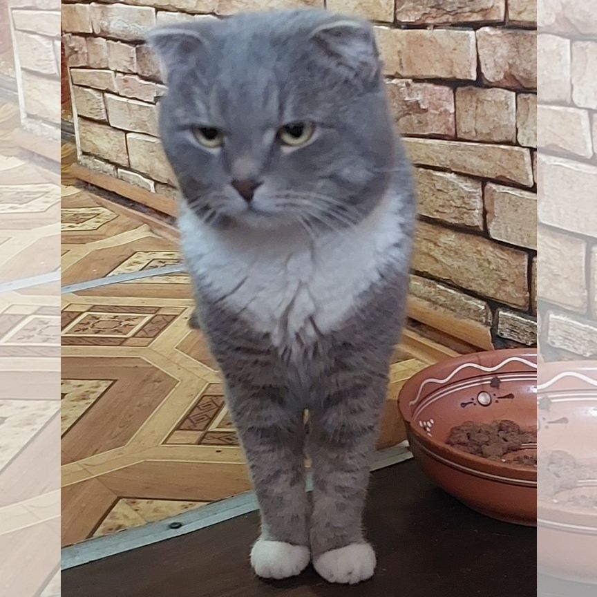 Шотландский вислоухий короткошёрстный котёнок