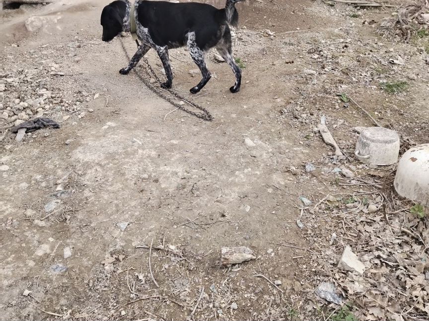 Отдам сабаку в охрану