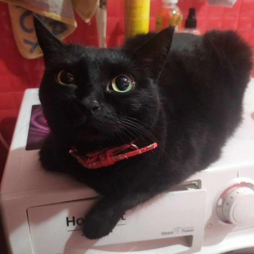 Спасите хвостиков