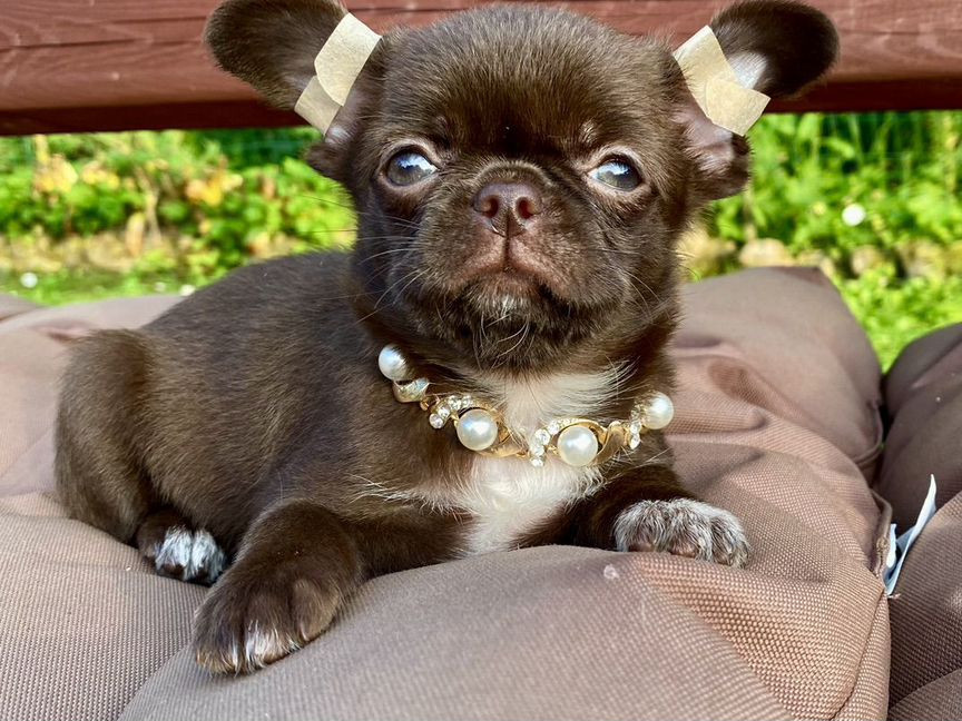 Чихуахуа девочка конфетка