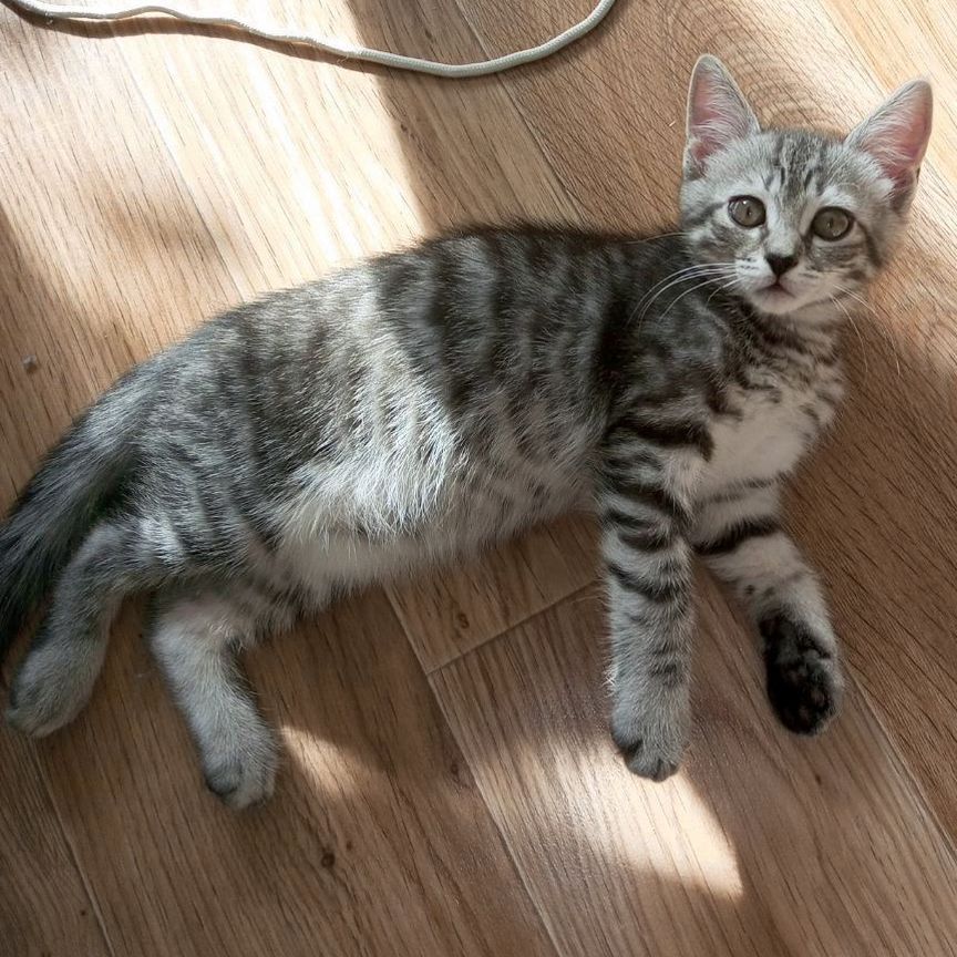 Котик 2 мес