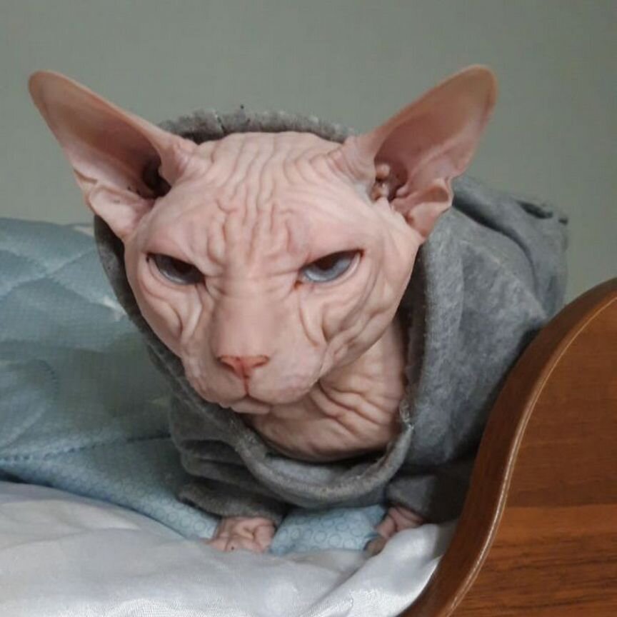 Канадский сфинкс