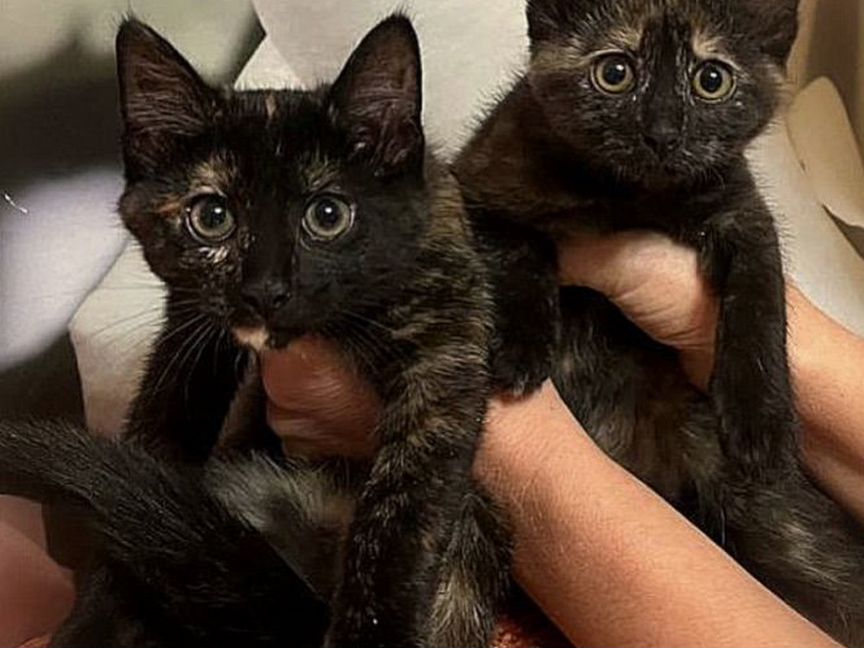 Котята в добрые руки