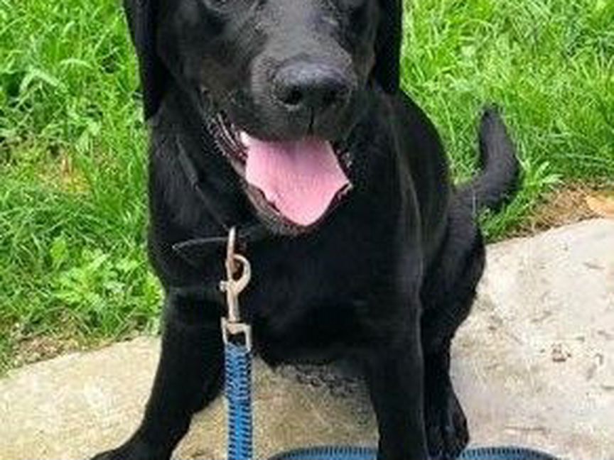 Лабрадор. 8 месяцев