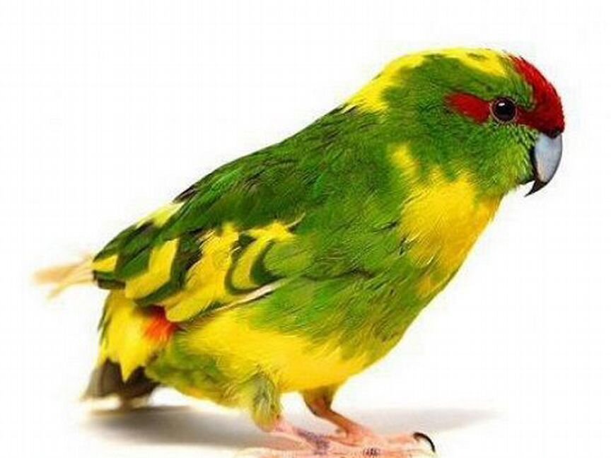 Попугай какарик