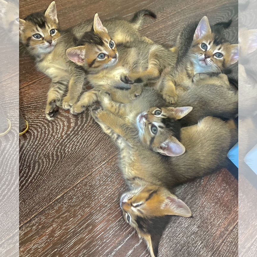 Котята