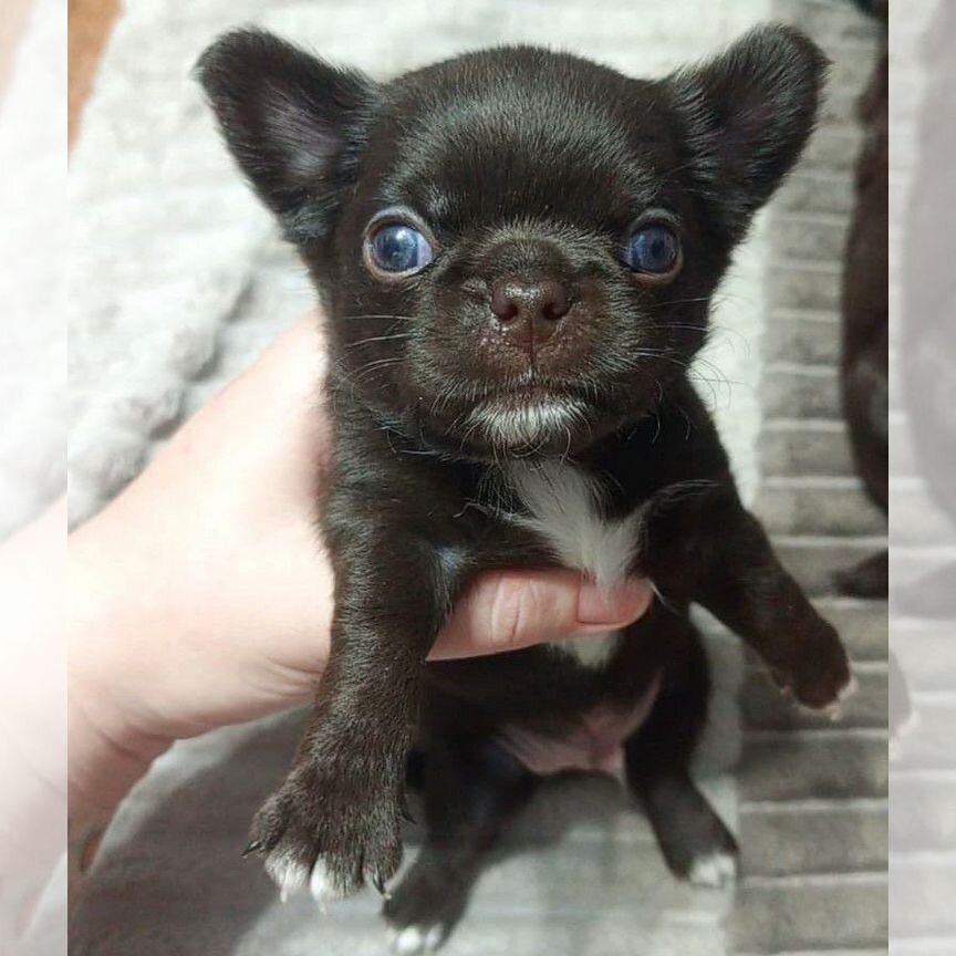 Чихуахуа, щенок