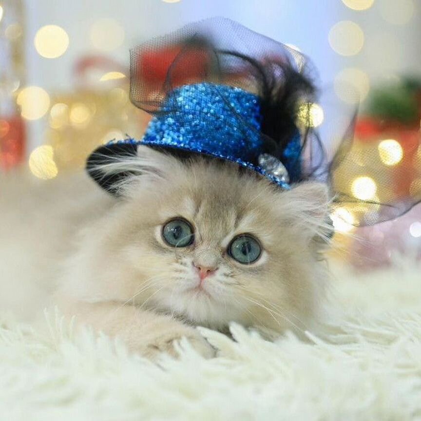 Британские котята