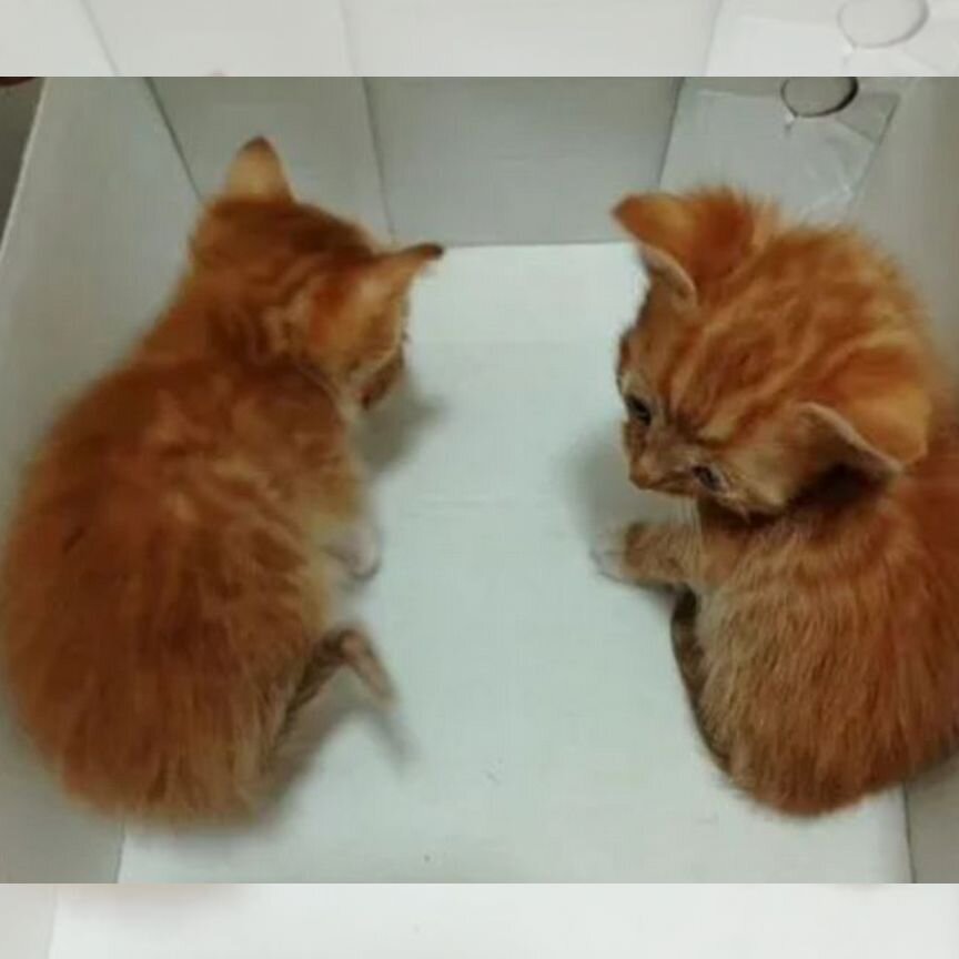 Сибирский котёнок