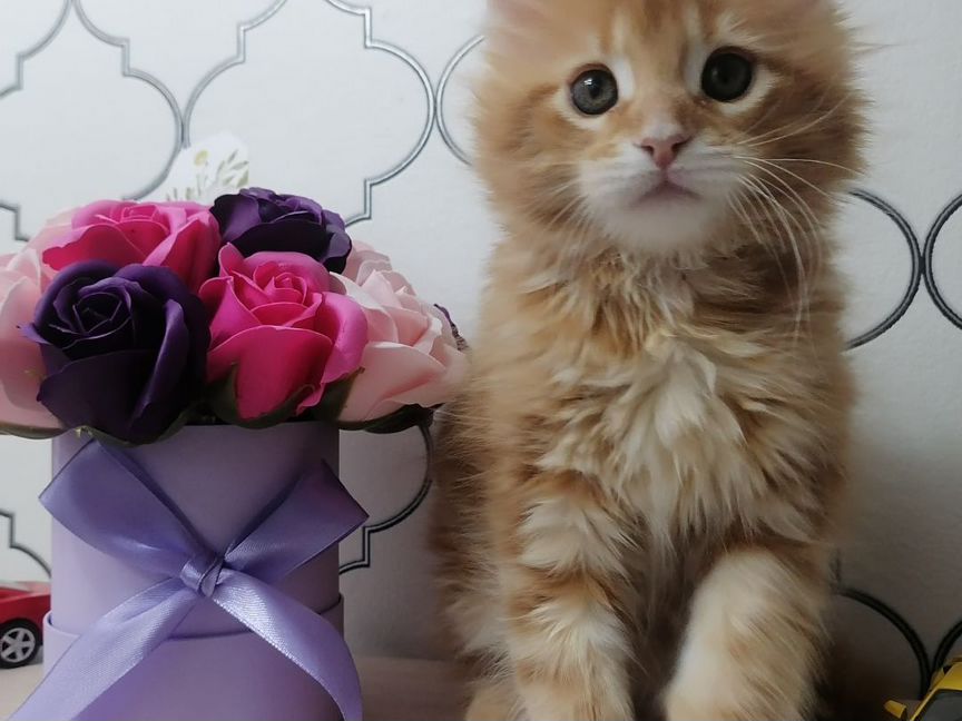 Котята мейн-кун