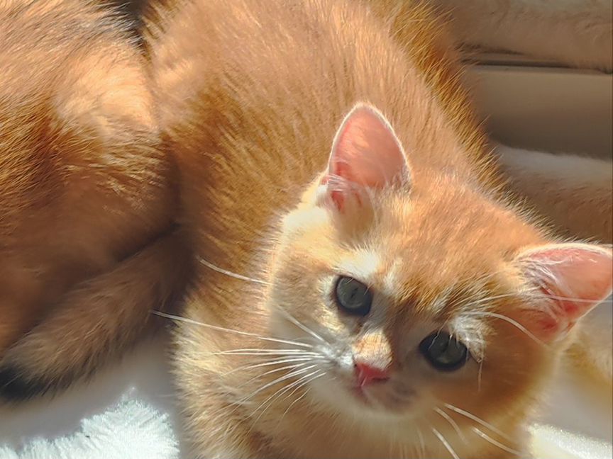 Золотая шиншилла