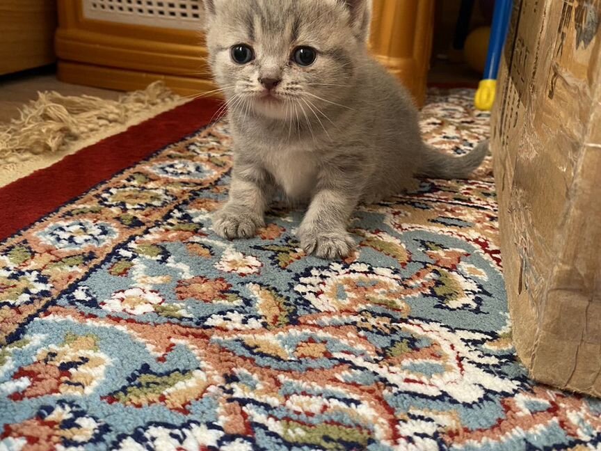 Шотландские котята