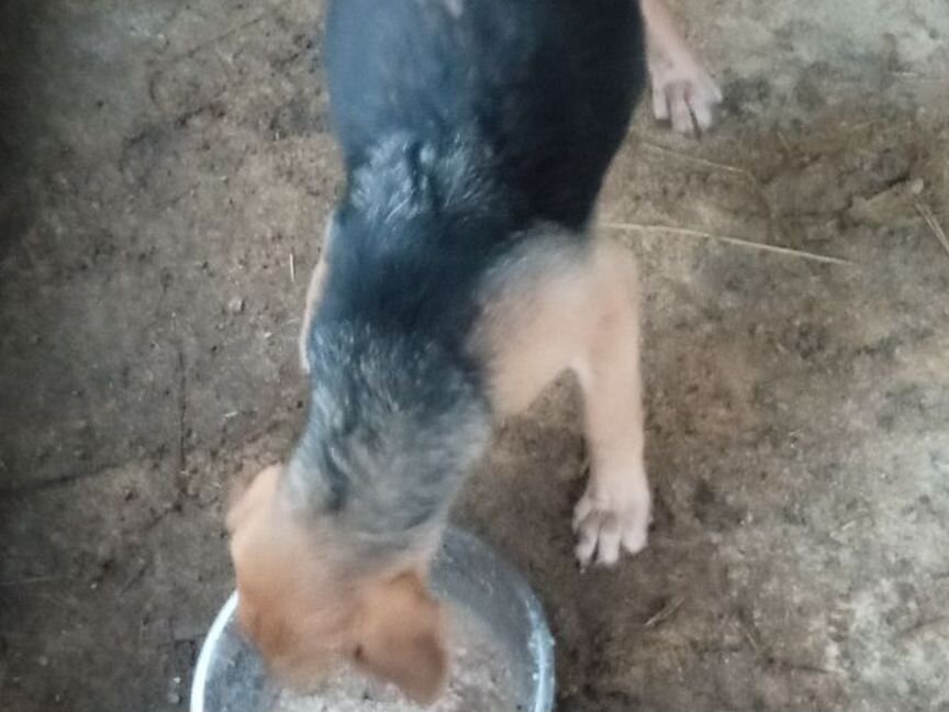 Продам выжловочку