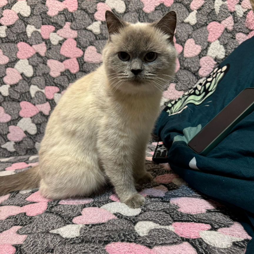 Котенок Невская маскарадная