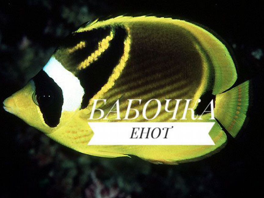 Бабочка- Енот, M (морская рыбка в наличии)