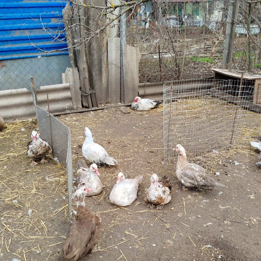 Утки