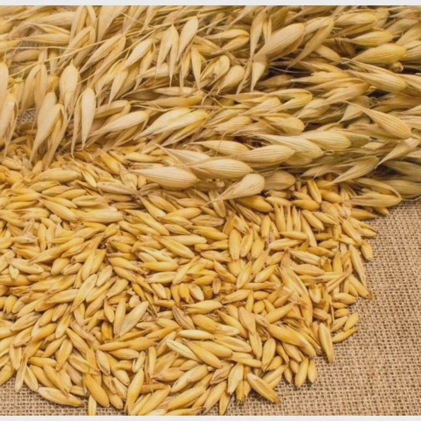 Овес кормовой