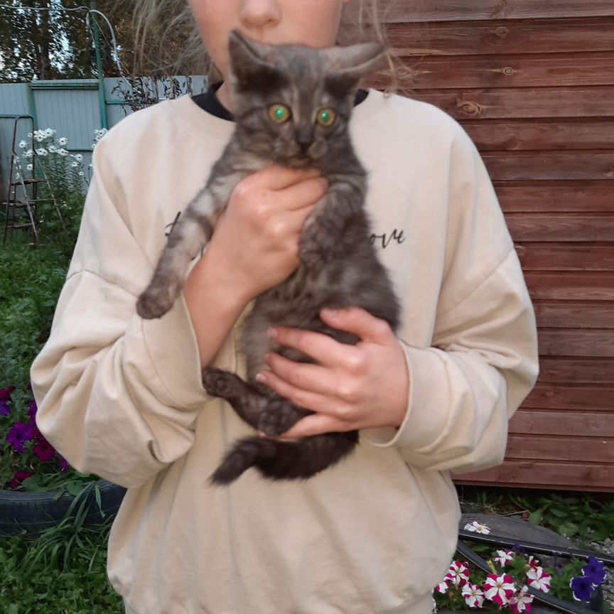 Кошечка Полубританнская