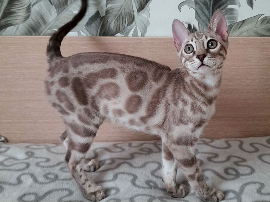 Девчонка в редчайшем окрасе