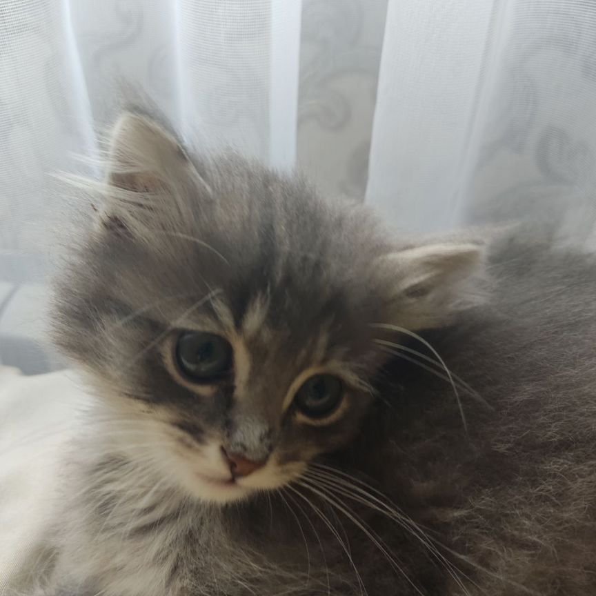 Домашние животные котята