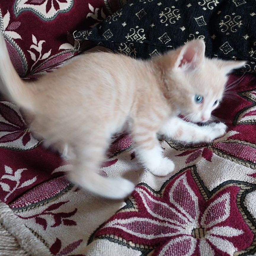 Домашние животные котята бесплатно