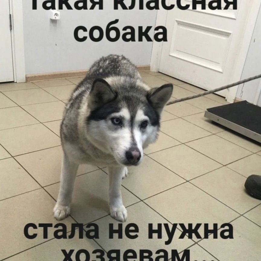 Подопечная приюта