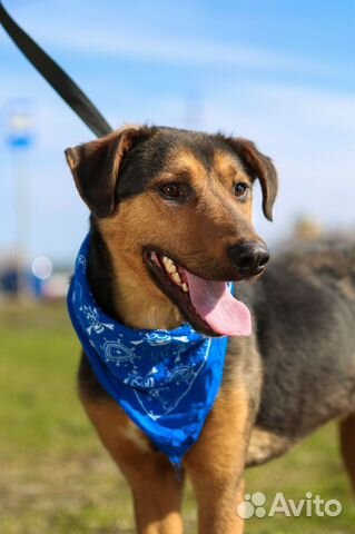 Собака ищет дом, Кенай