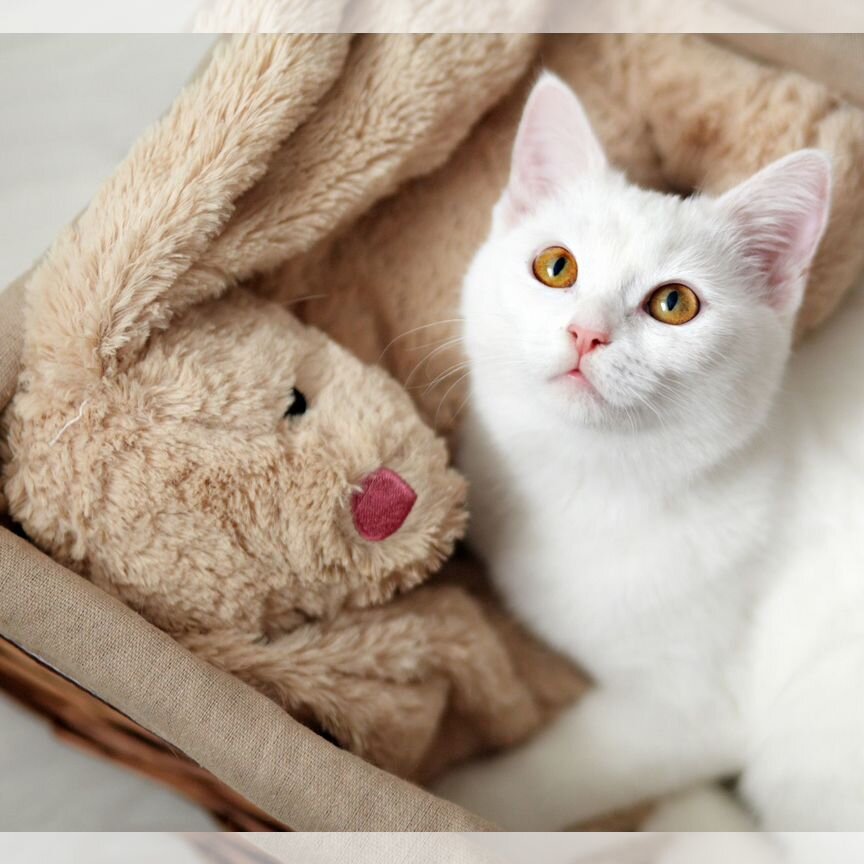 Чисто белая короткошерстная кошка, 6 месяцев