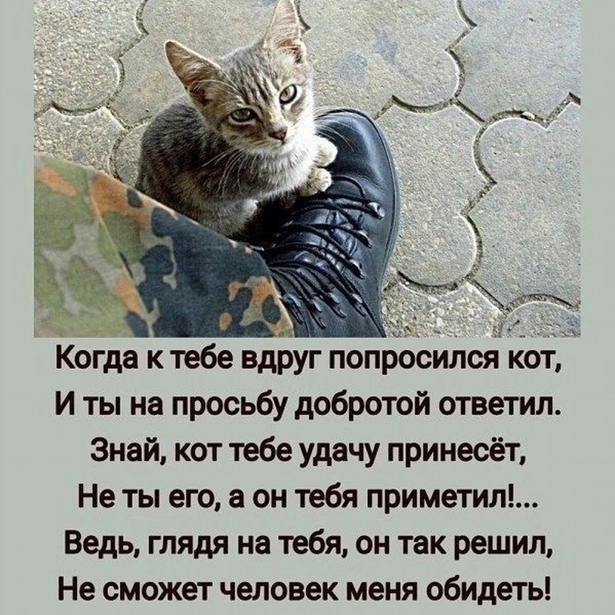 Кошки с улиц