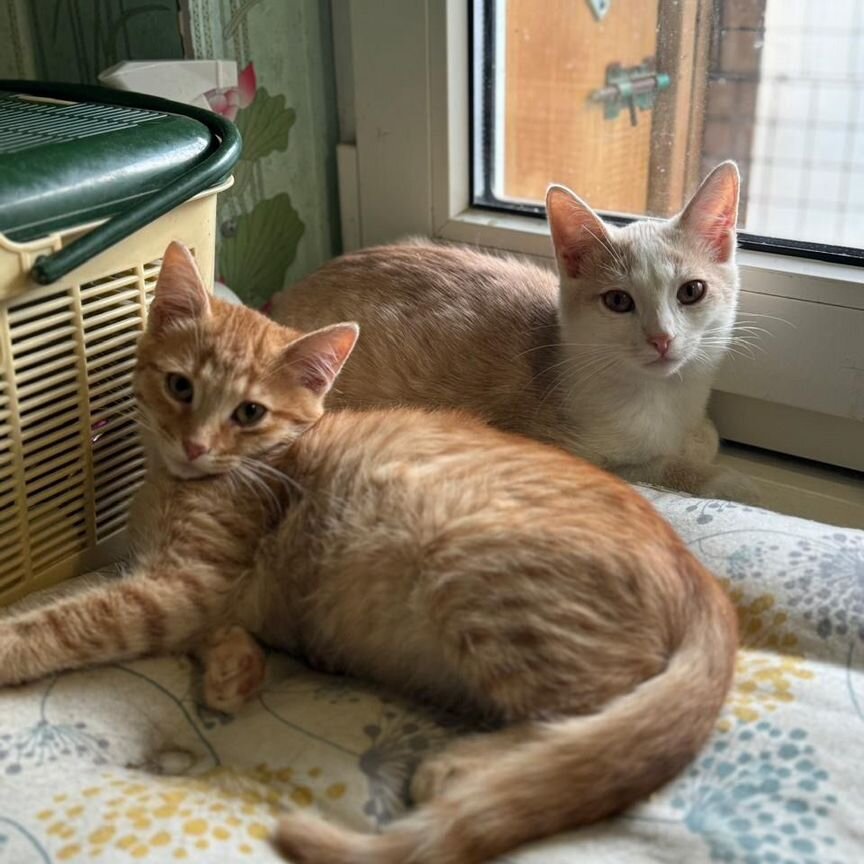 Ручные котятки ищут дом