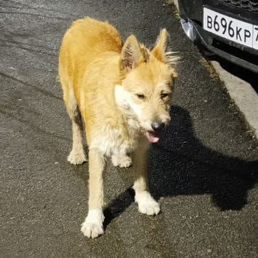 Взрослый пёс в добрые руки