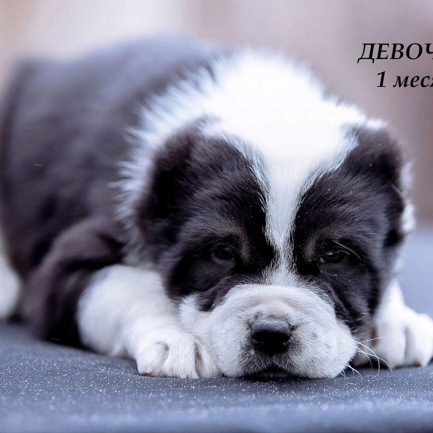 Среднеазиатская овчарка