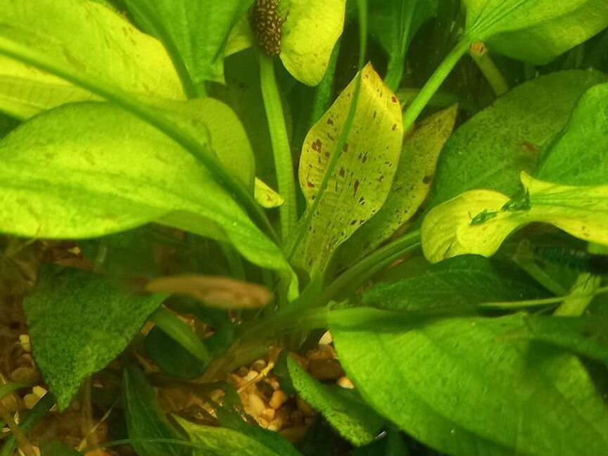 Эхинодорус Оцелот Гринн