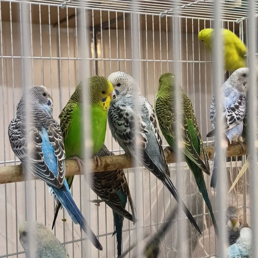 Попугайволнимтые