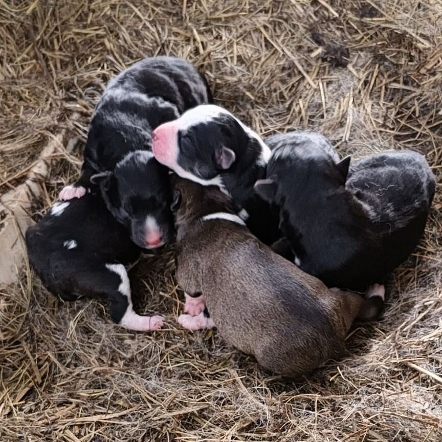 Сибирский хаски, щенок