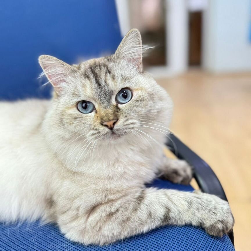 Кошки в добрые руки