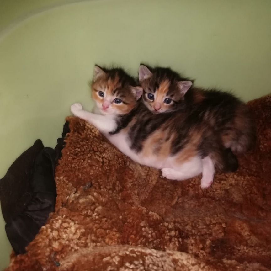 Котята