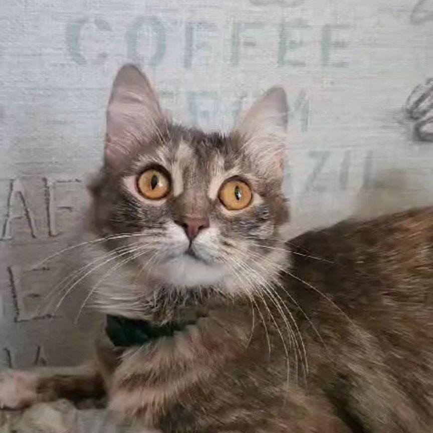 Кошка в добрые руки