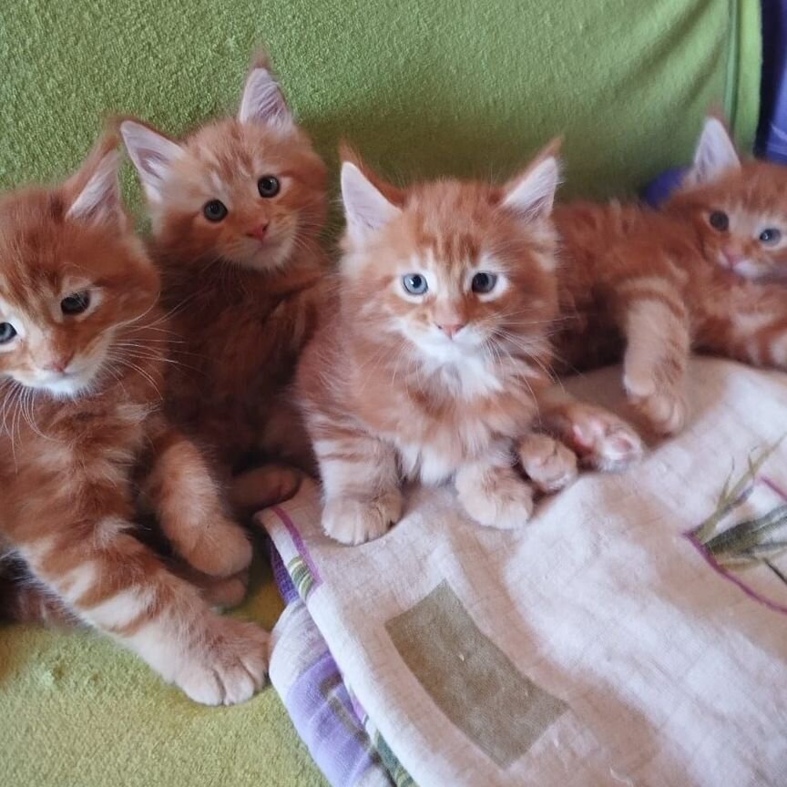 Котята Мейн-кун