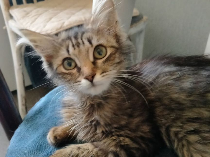 Котёнок - Маша