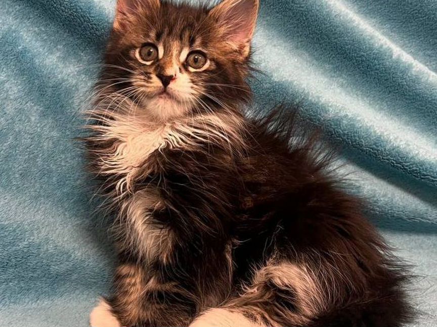 Котята мейн-кун