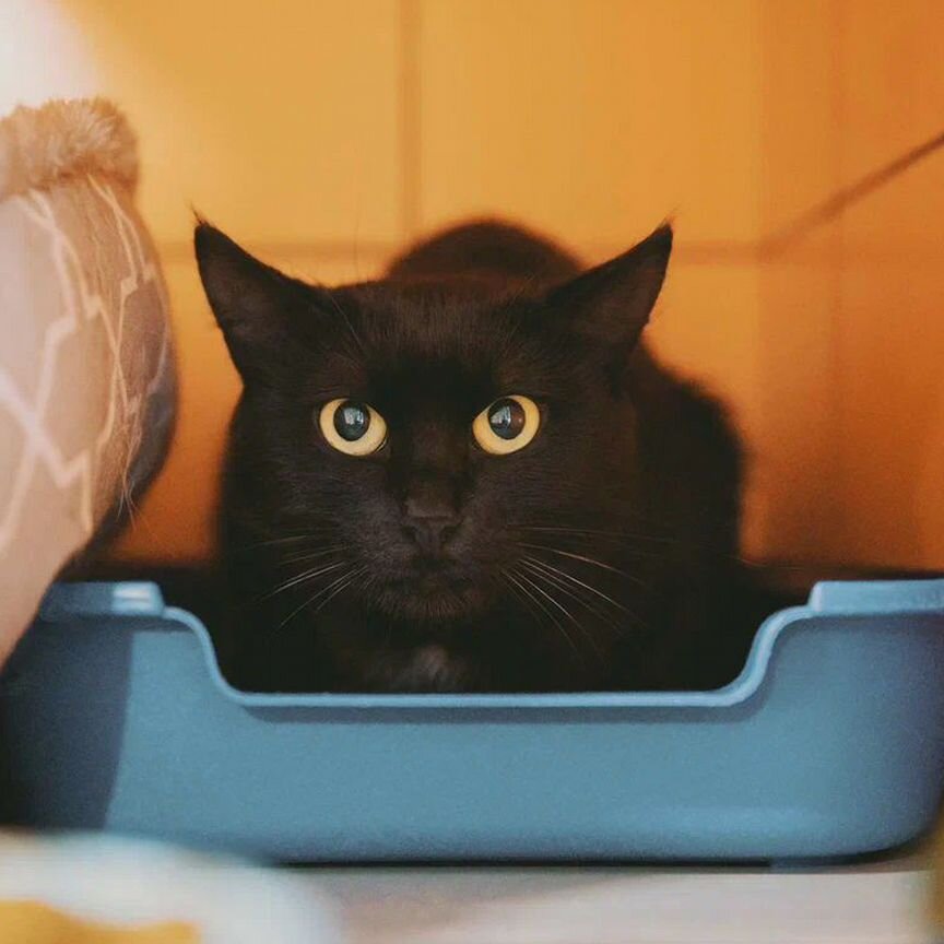 Взрослая кошка в добрые руки