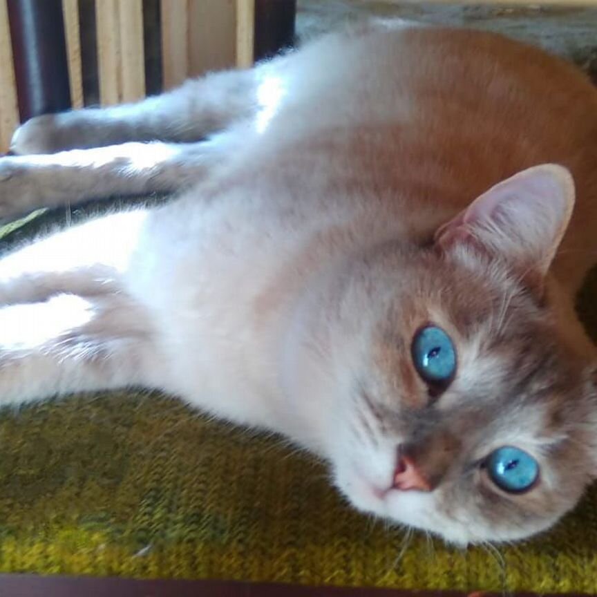 Кошечка ищет любимых хозяев